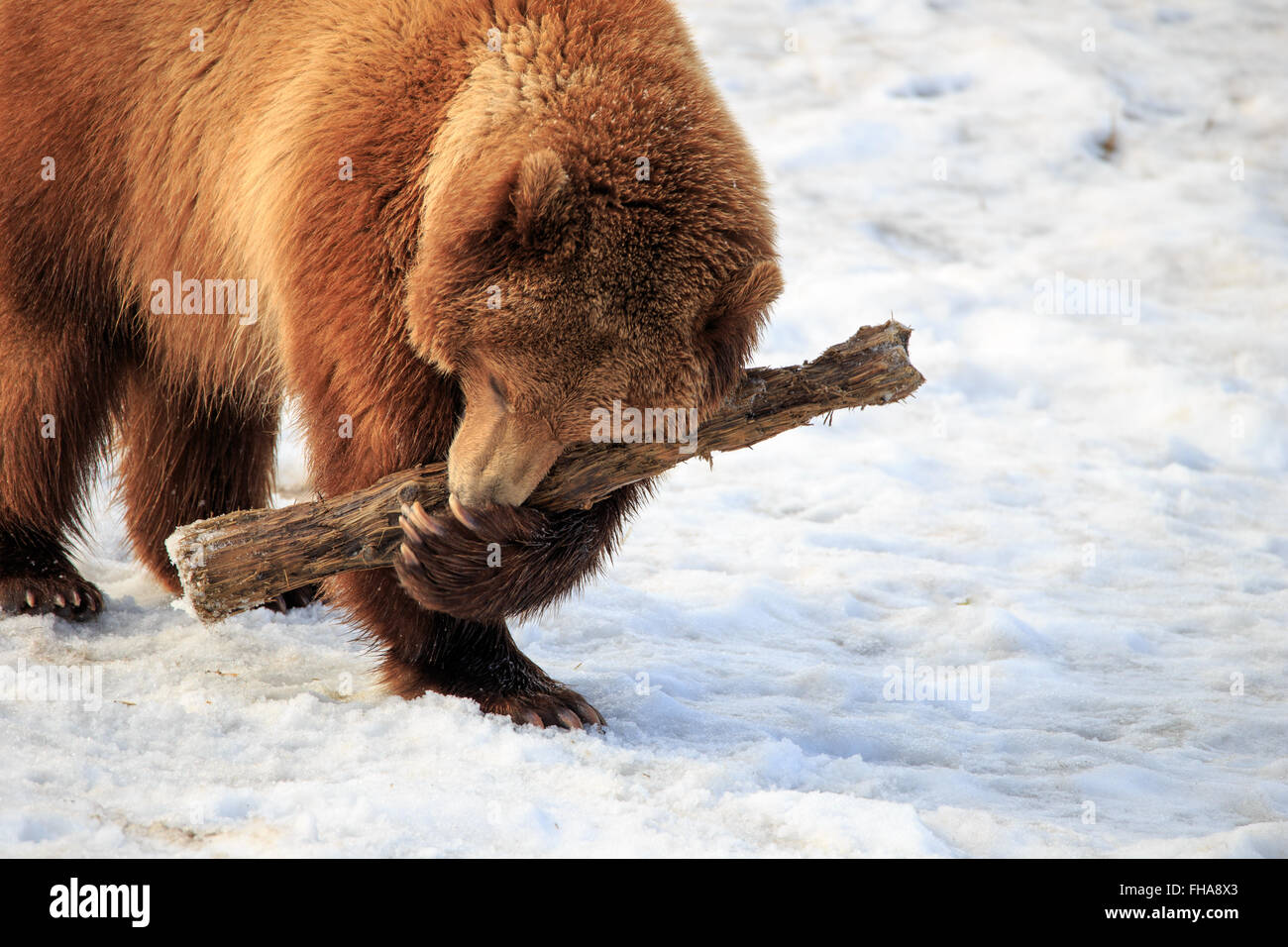 Grizzly bear holding a wood log in its paws and chewing on it, near ...