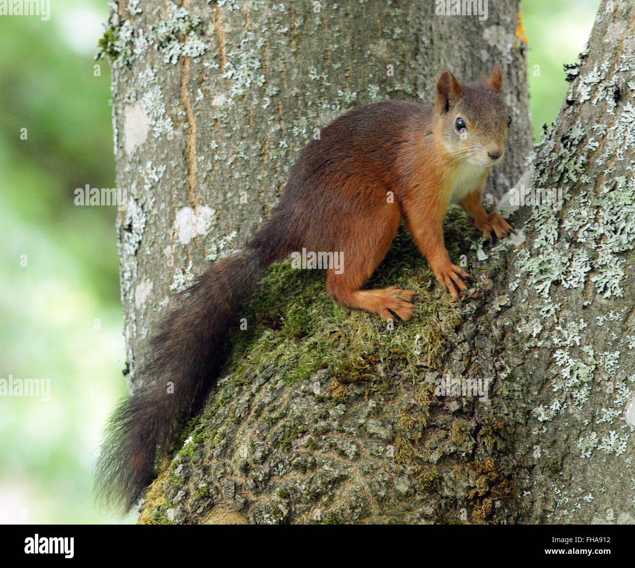 High tail hi-res stock photography and images - Alamy