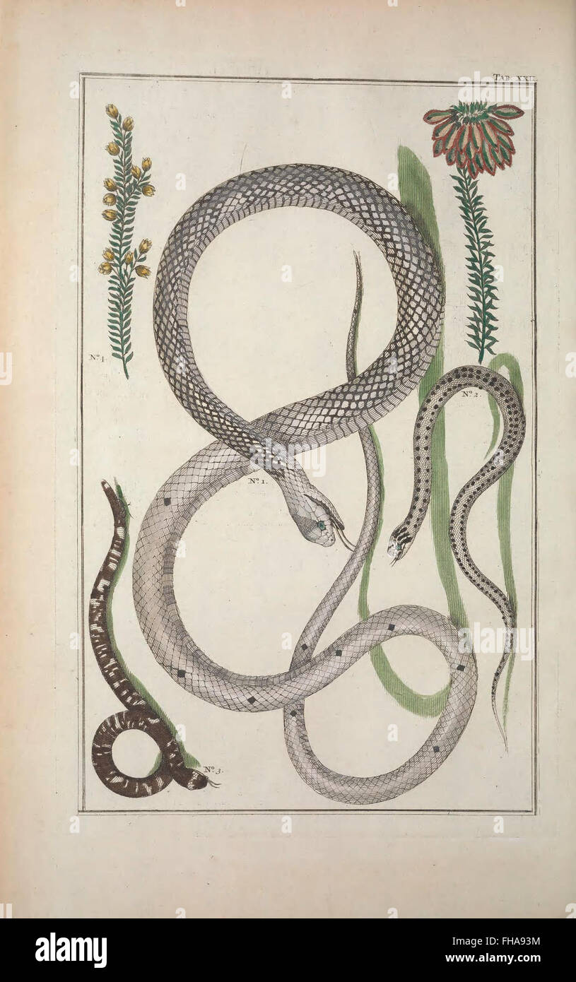 A detailed and artistic description of natural history and the physical ...