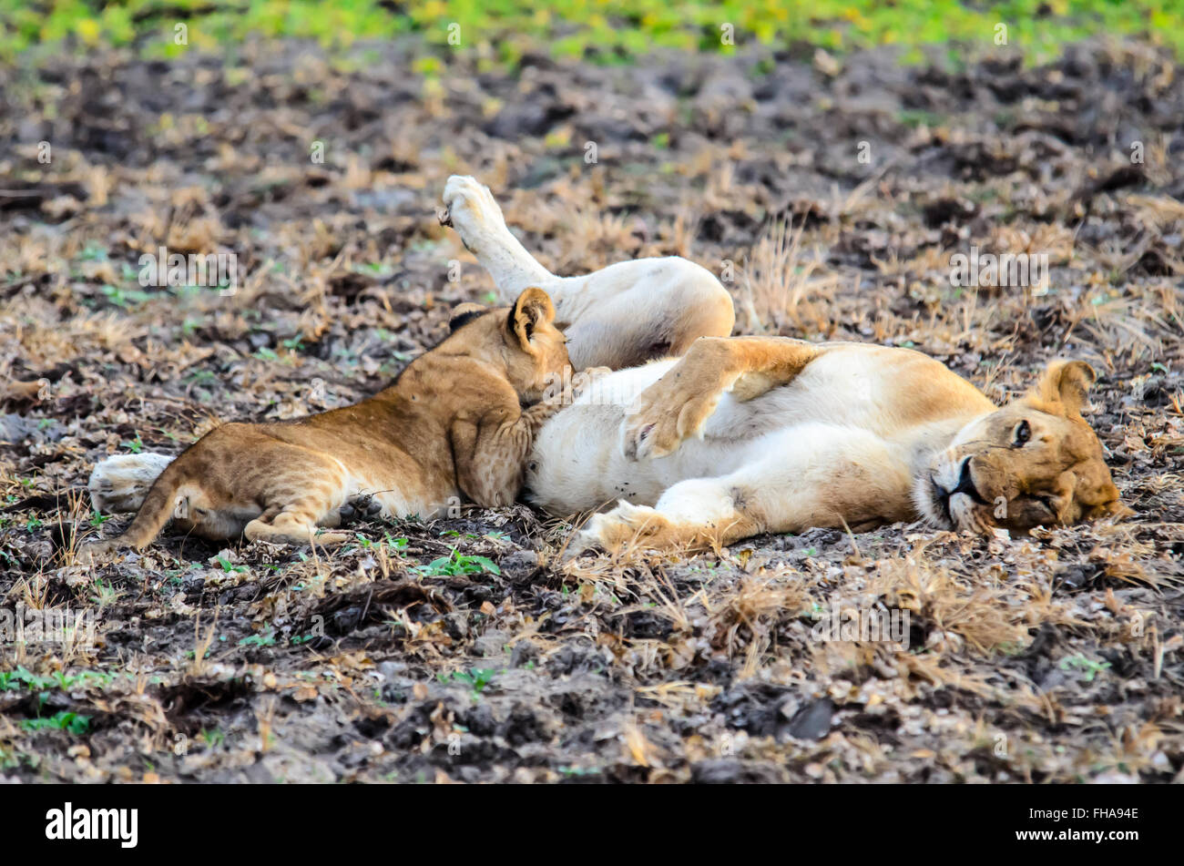 lion cub feeding from an obliging mum Stock Photo - Alamy