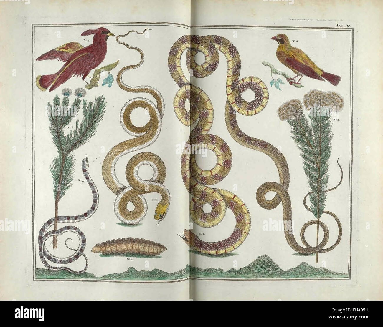 A comprehensive description and artistic illustration of natural ...