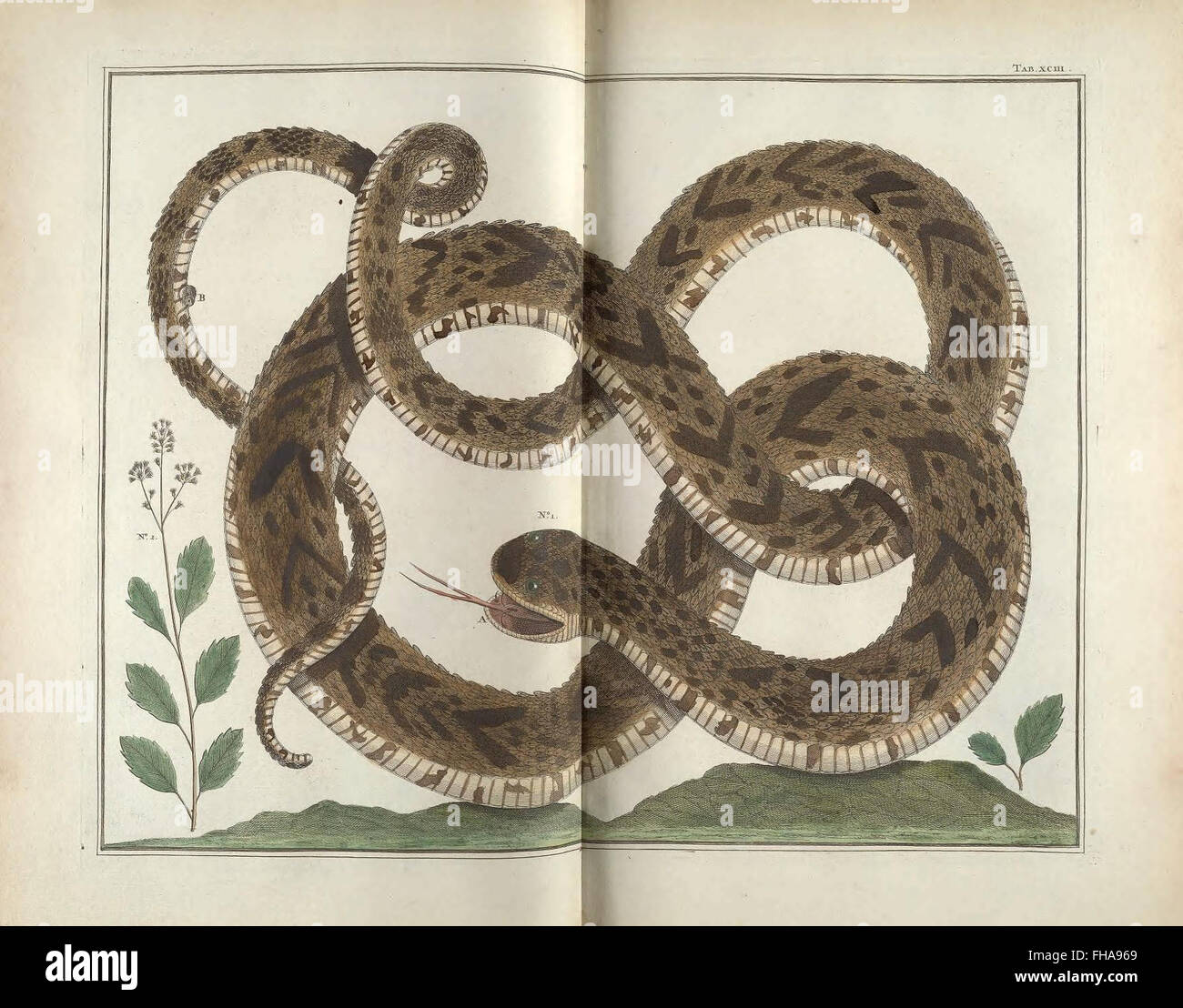 An illustrated natural history work from the early modern period ...