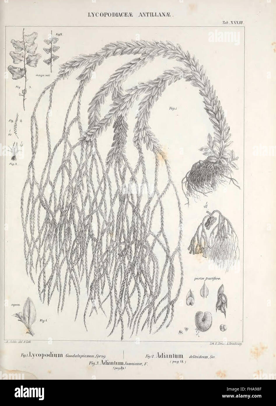 A detailed study on the fern family, exploring various species ...