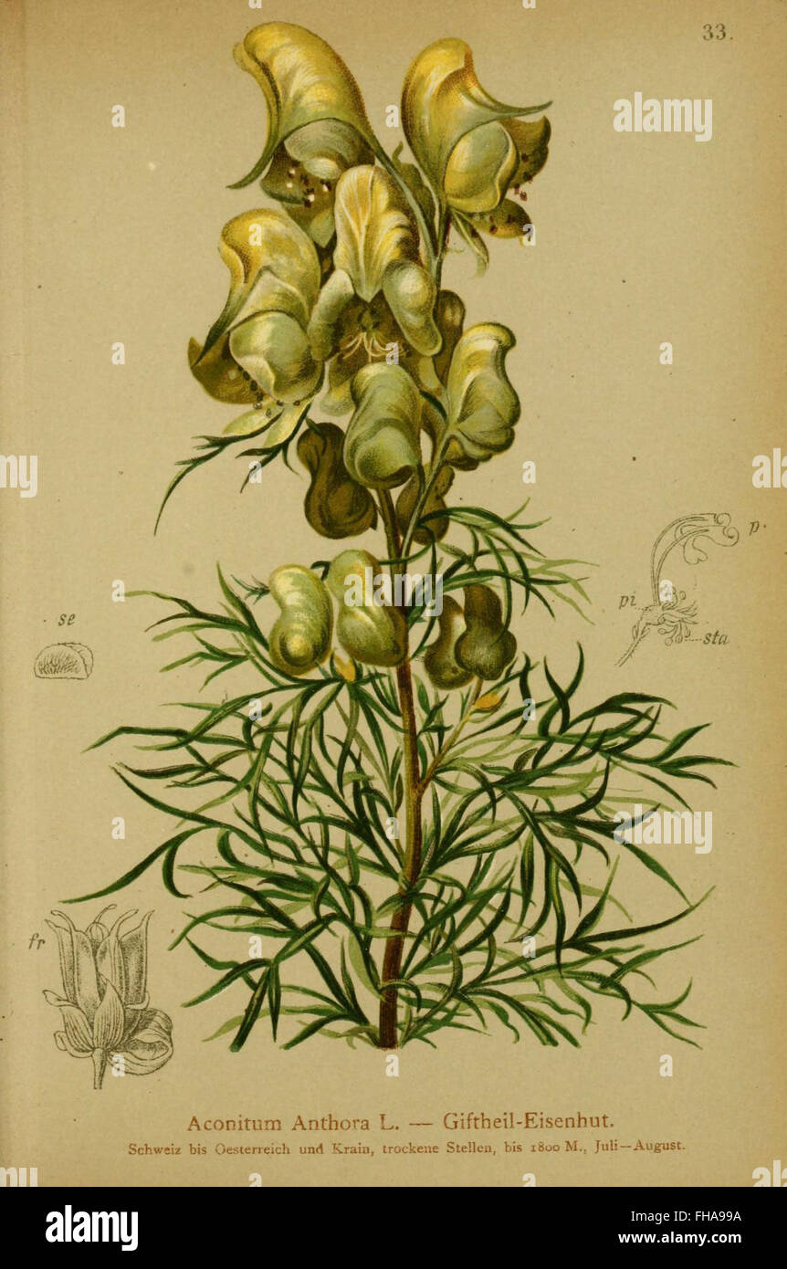 A botanical atlas detailing the flora of the Alps, focusing on mountain ...