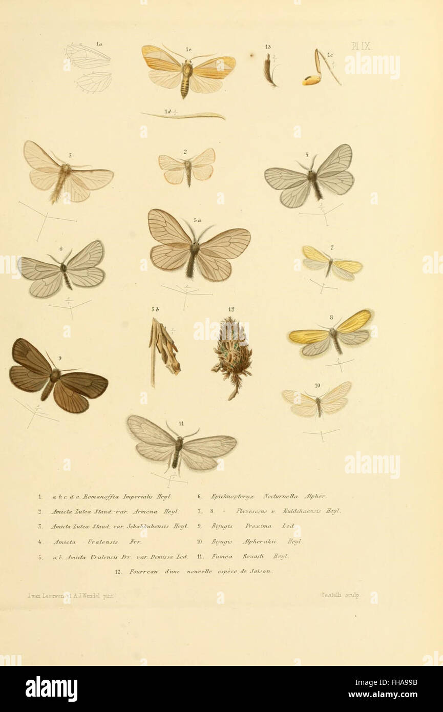 A detailed study of butterflies and moths (Lepidoptera) in Asia and ...