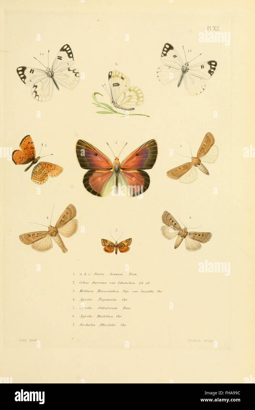 A detailed memoir on butterflies and Lepidoptera species of Asia, with ...