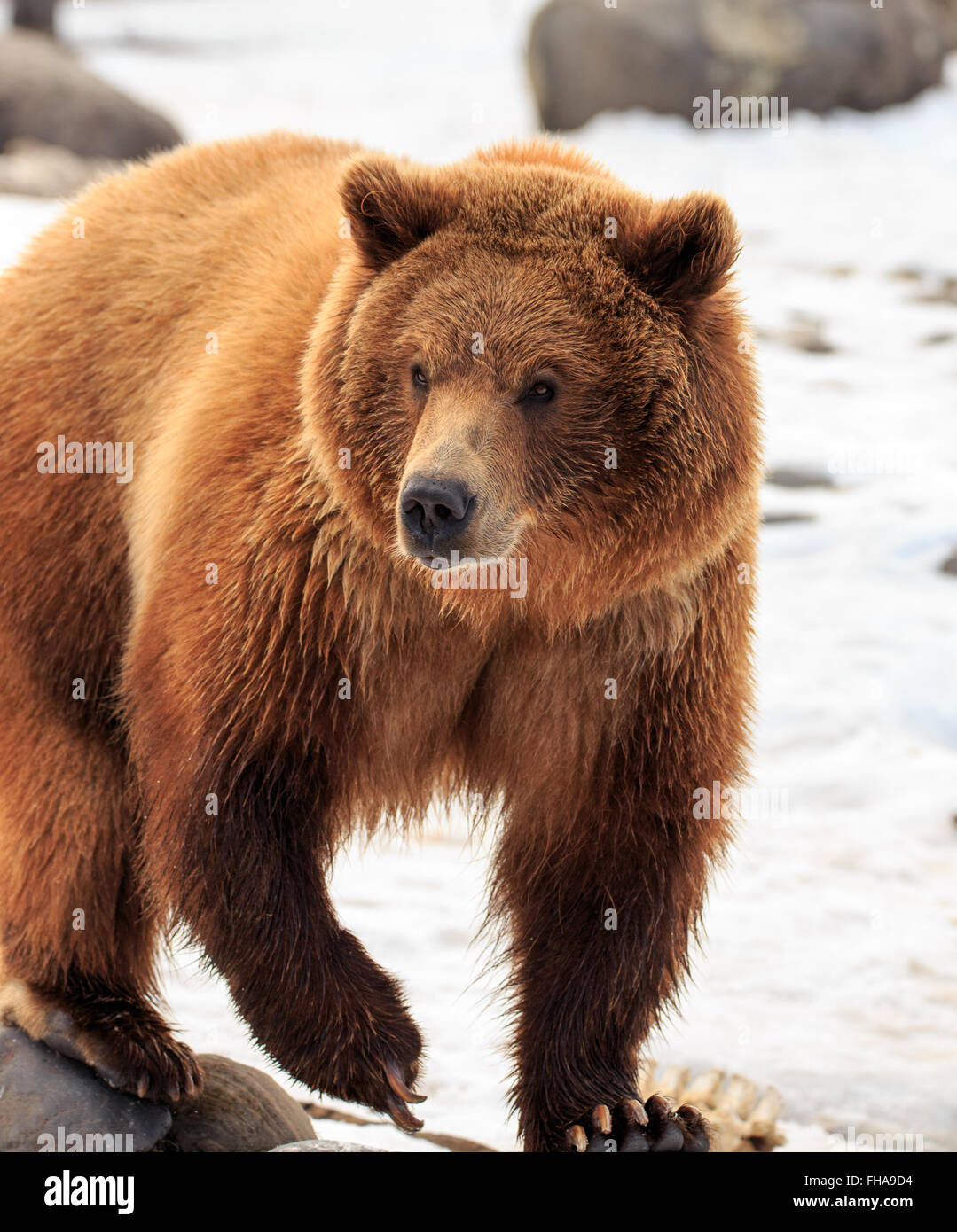 Grizzly bear with a surprised posture, near Bozeman, Montana Stock ...