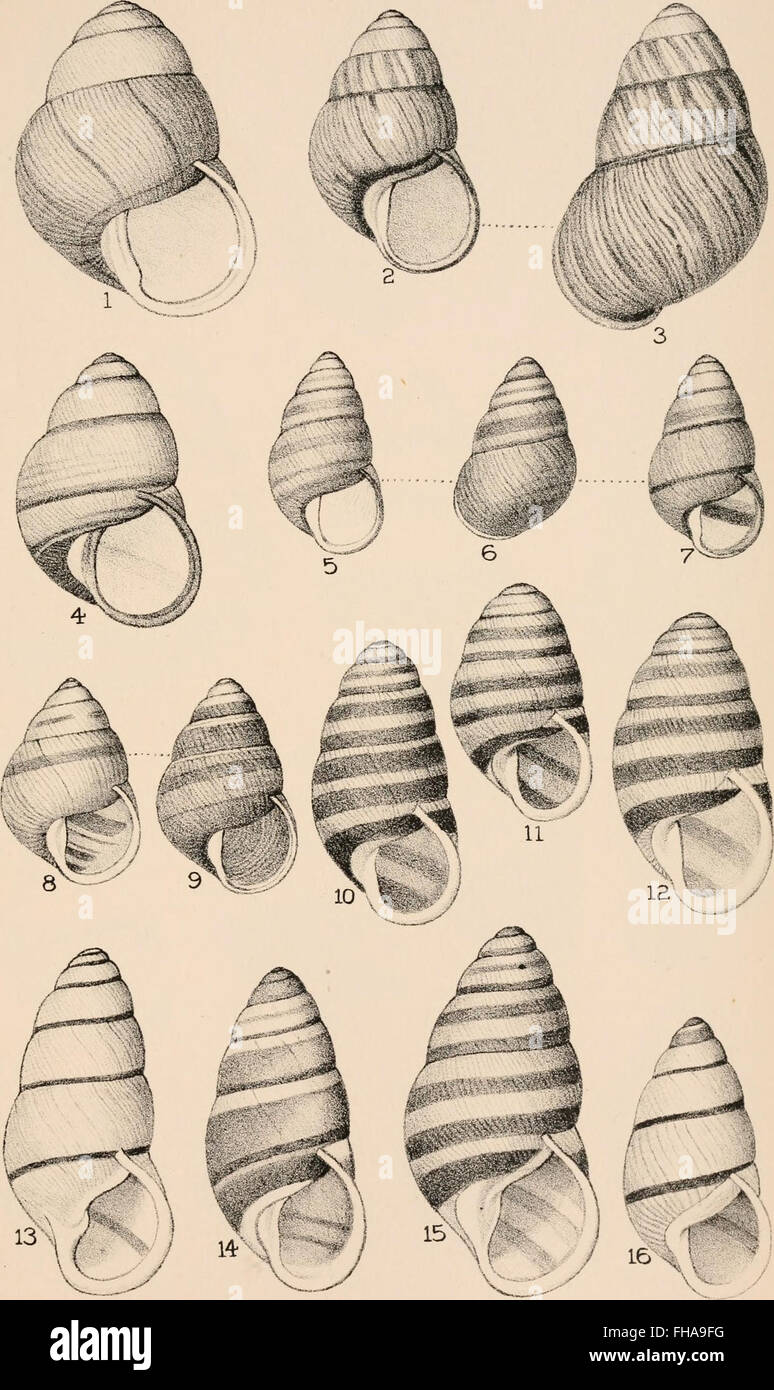 Illustrative documentation of marine biology hi-res stock photography and images - Alamy