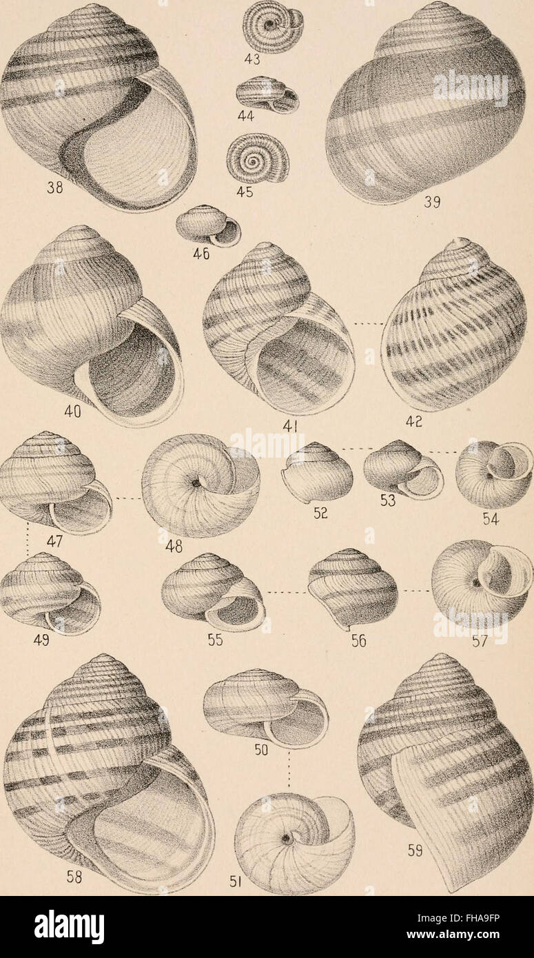 A detailed manual on conchology, focusing on the structure and ...