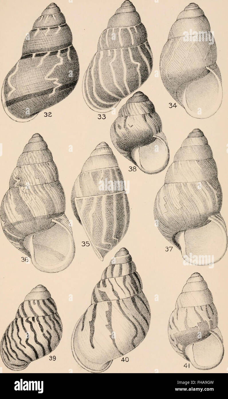 A 1892 manual of conchology, illustrating the structural and systematic ...