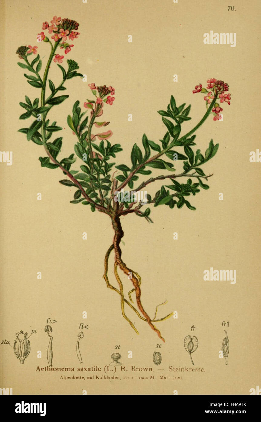 Atlas of Alpine flora, documenting mountain plant species across the ...