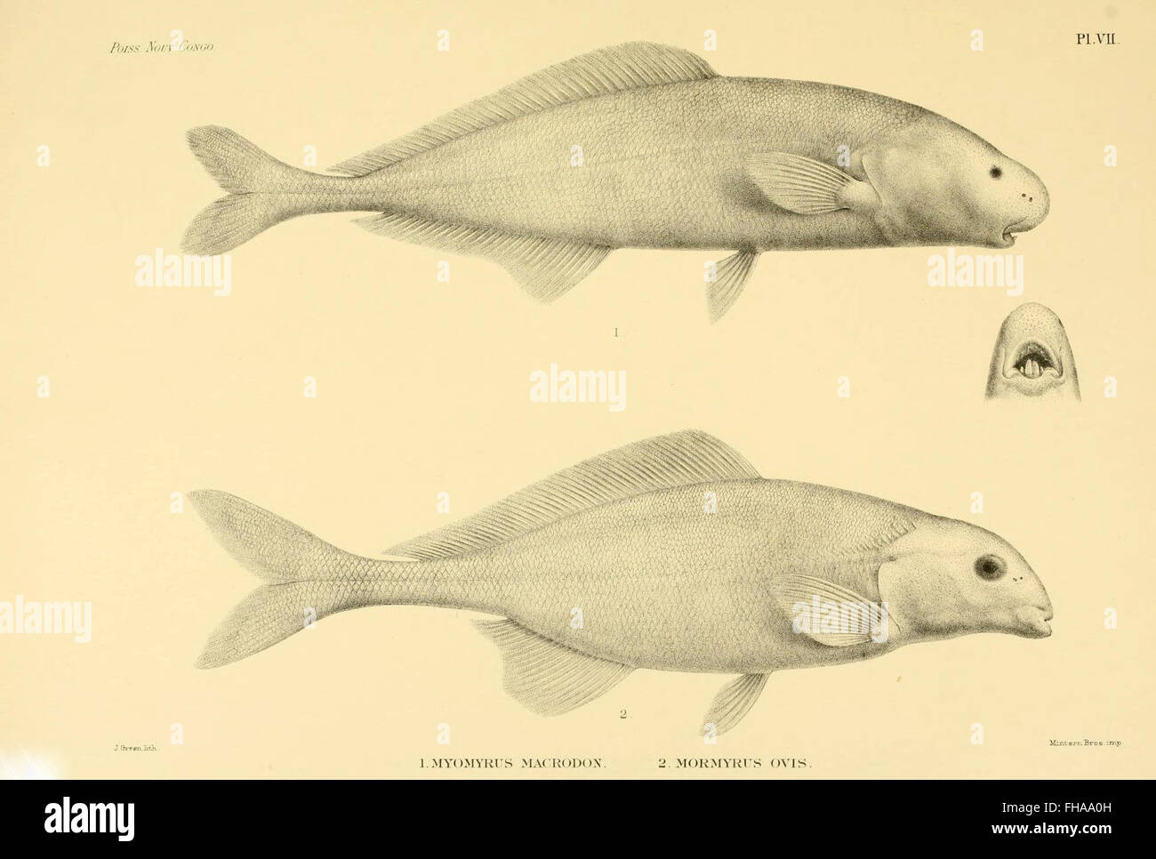 La faune du congo hi-res stock photography and images - Alamy