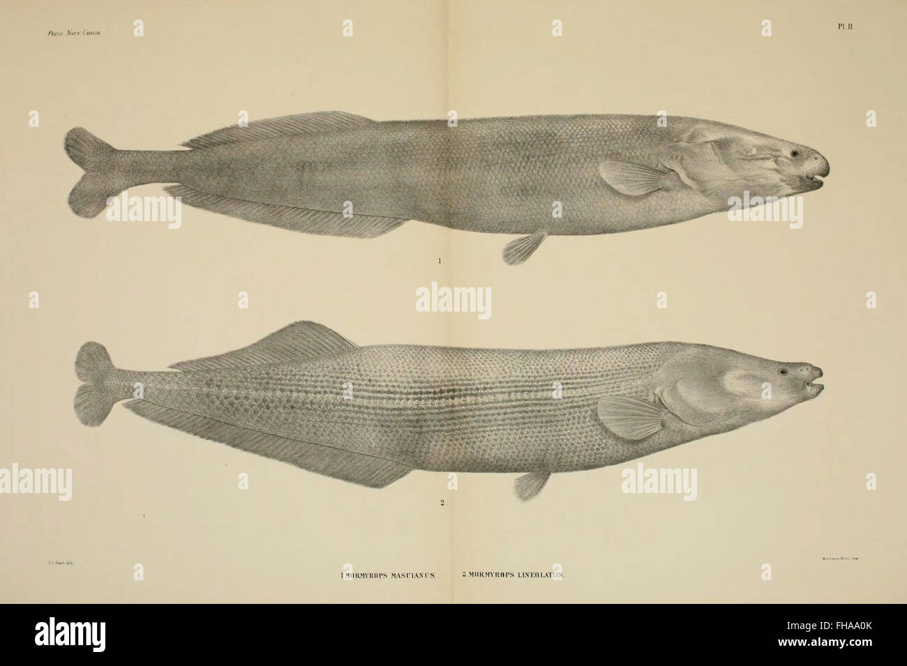 Materials on the fauna of the Congo, specifically focusing on ...