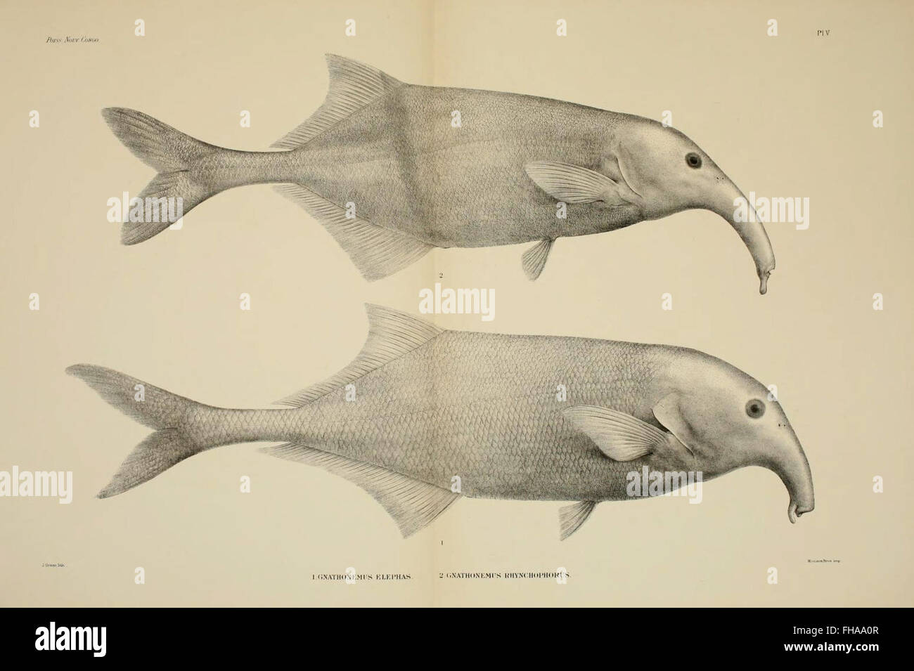 A study on the fauna of the Congo, focusing on freshwater fish species ...