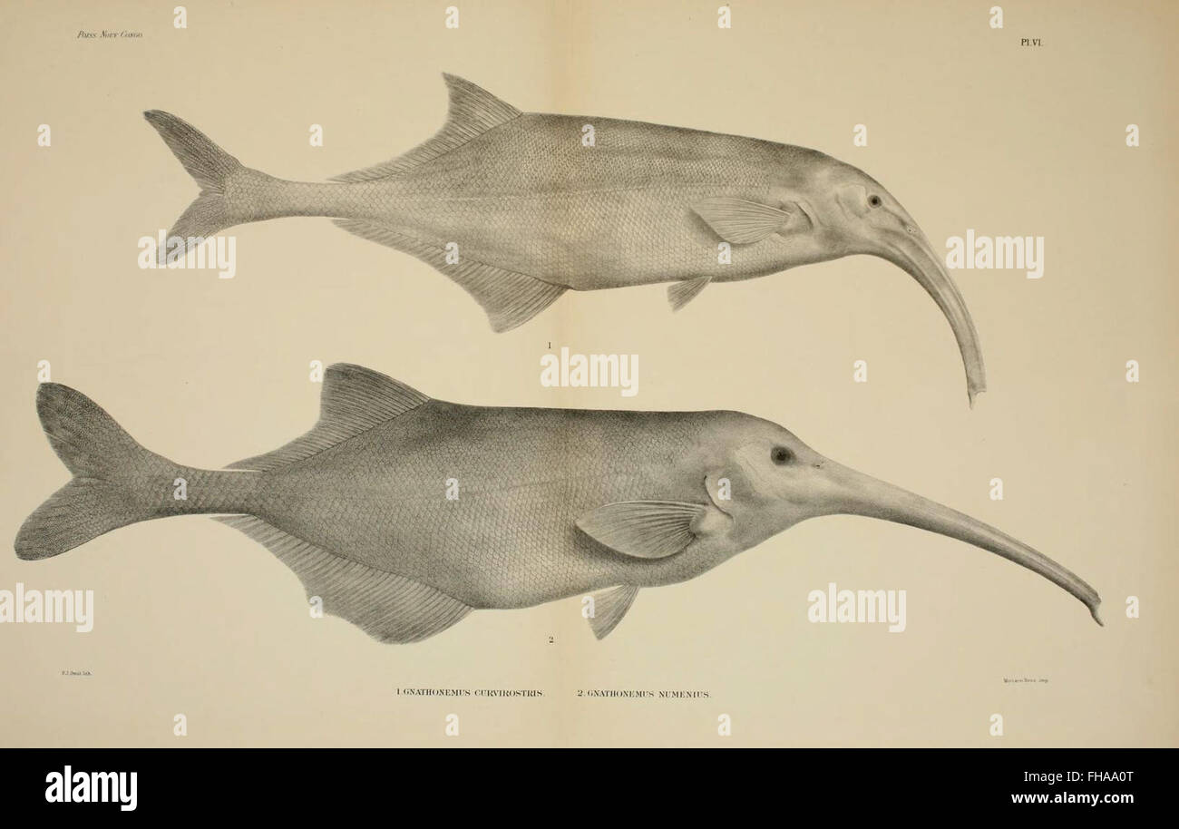 La faune du congo hi-res stock photography and images - Alamy