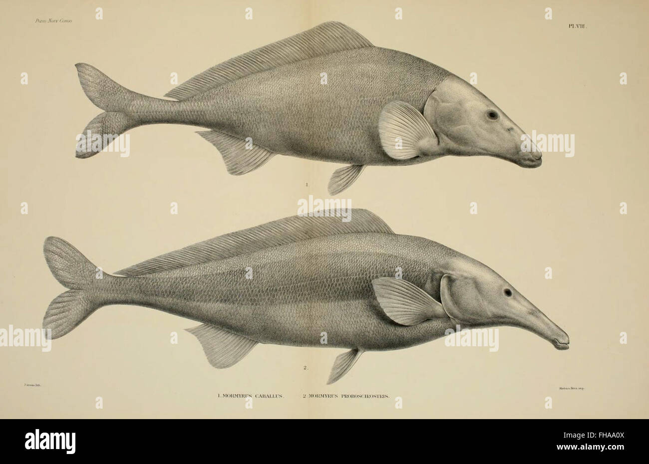 La faune du congo hi-res stock photography and images - Alamy