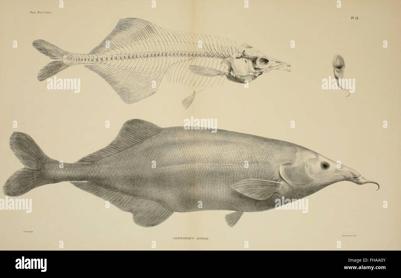 A work detailing the freshwater fish species of the Congo, including ...