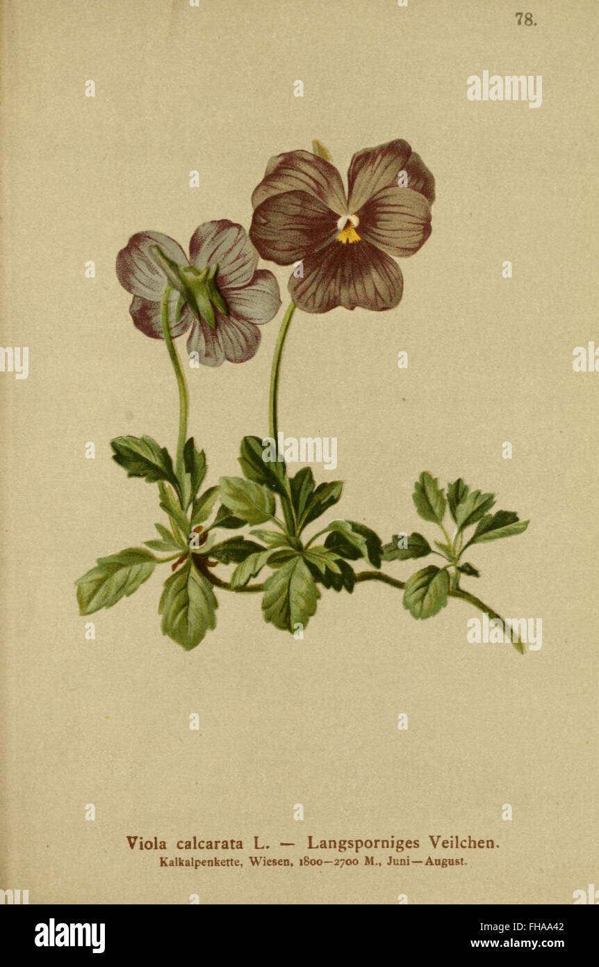 A detailed atlas of Alpine flora, showcasing mountain plants from the ...