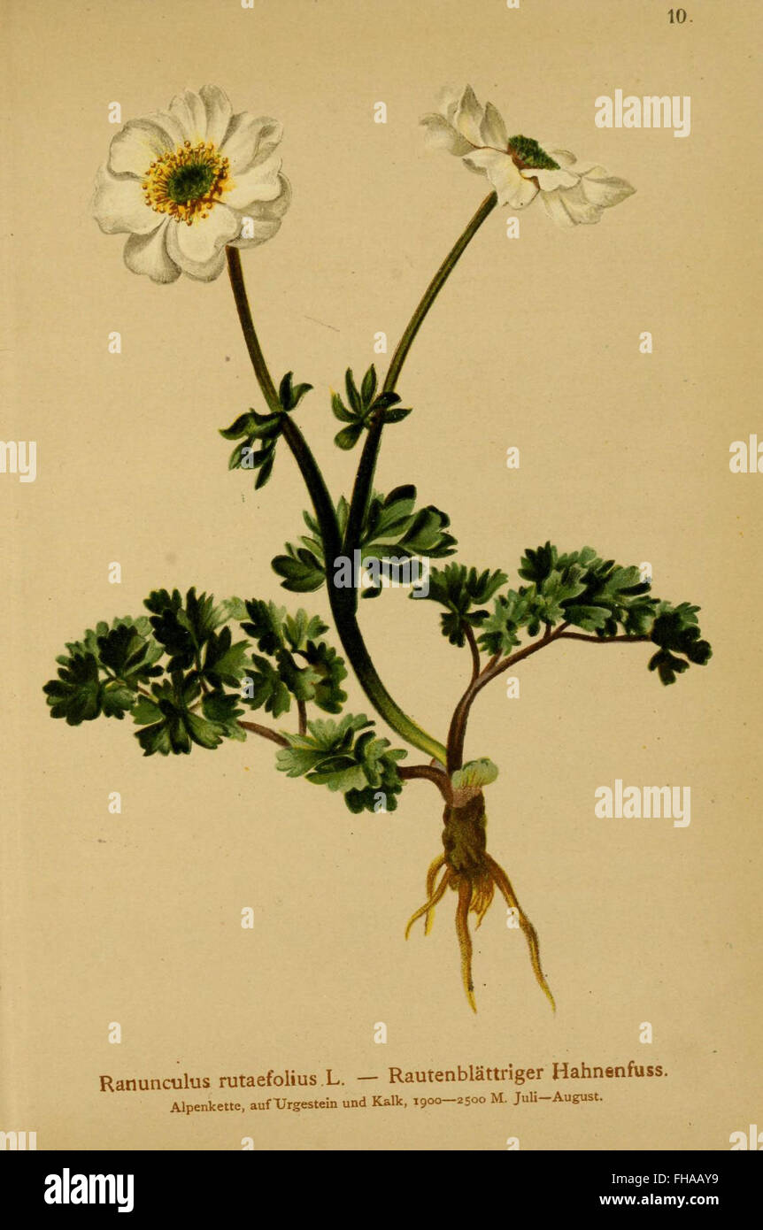 A botanical atlas of the Alpine flora, documenting and illustrating the ...
