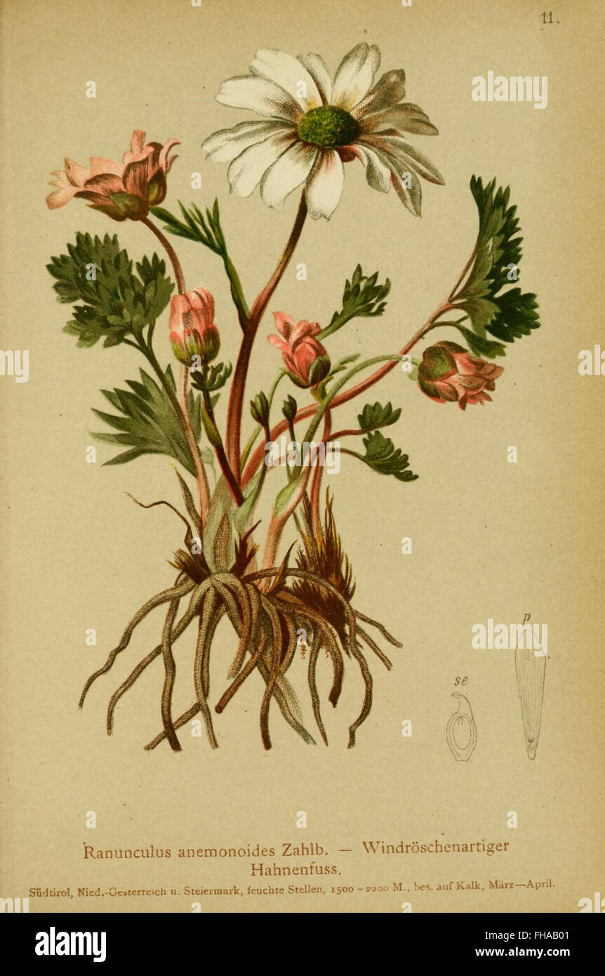 An atlas documenting the diverse flora of the Alps, showcasing mountain ...