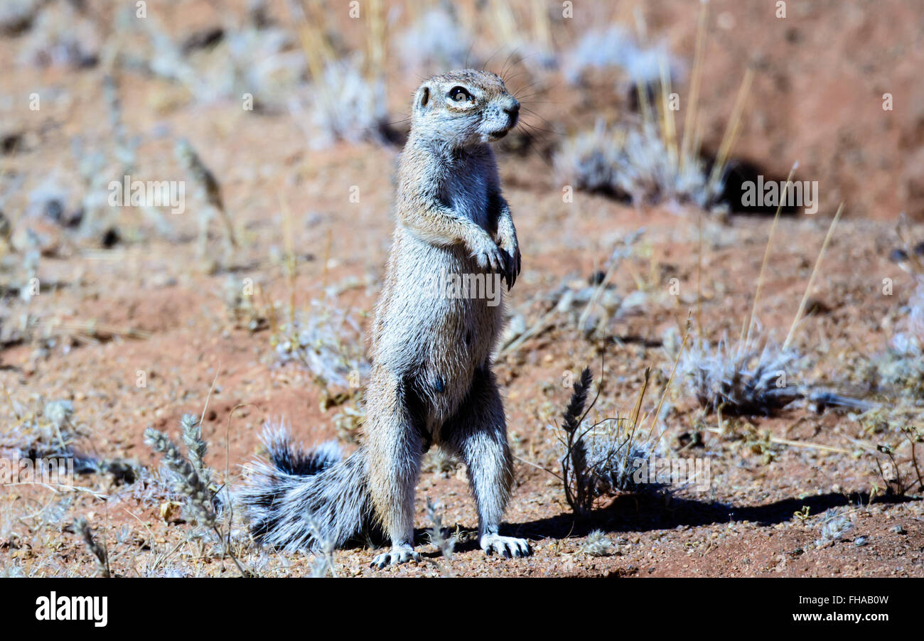 Ground Squirrel standing up on its hind legs Stock Photo - Alamy