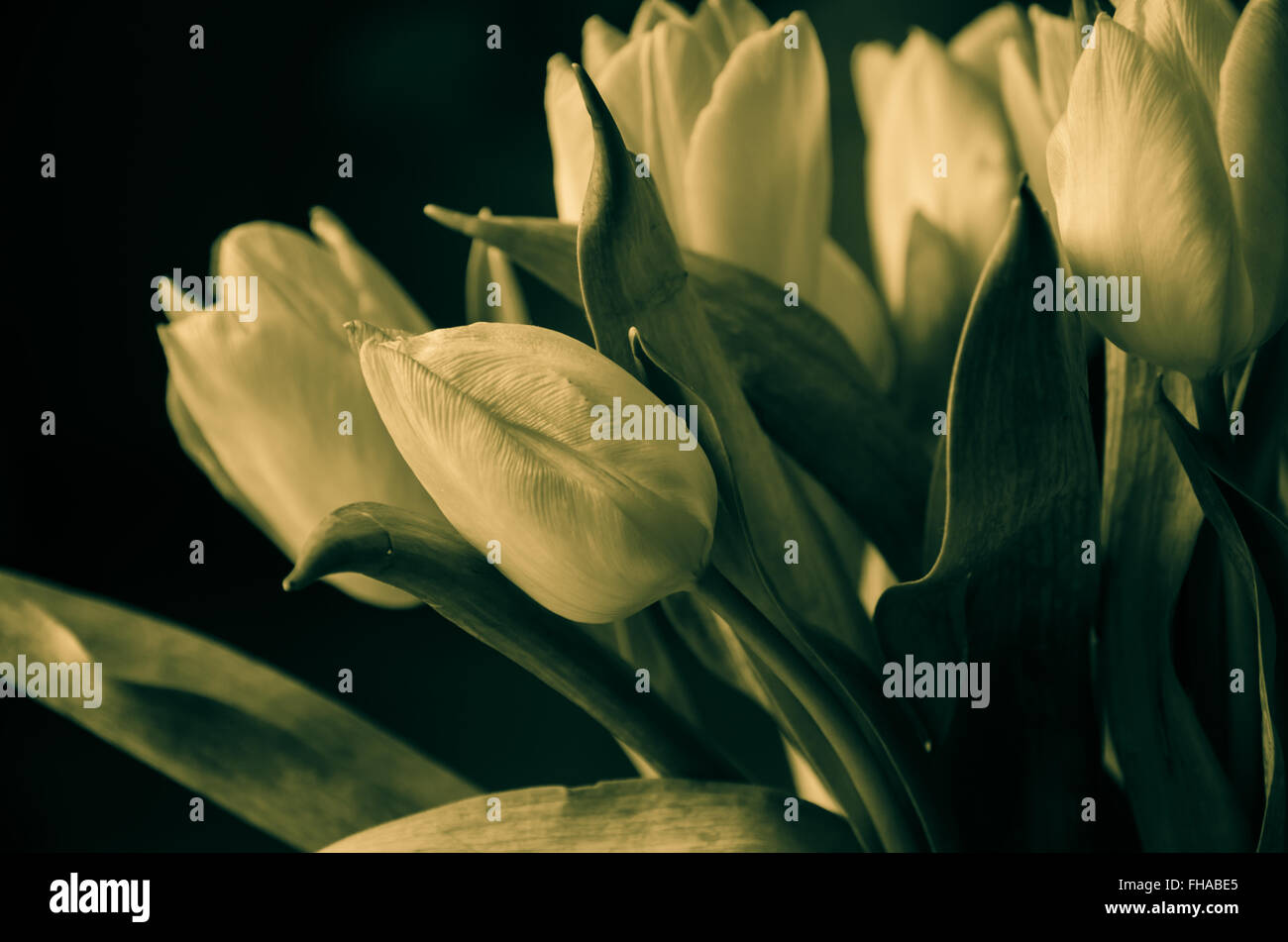 yellow tulips image filtered effect Stock Photo - Alamy
