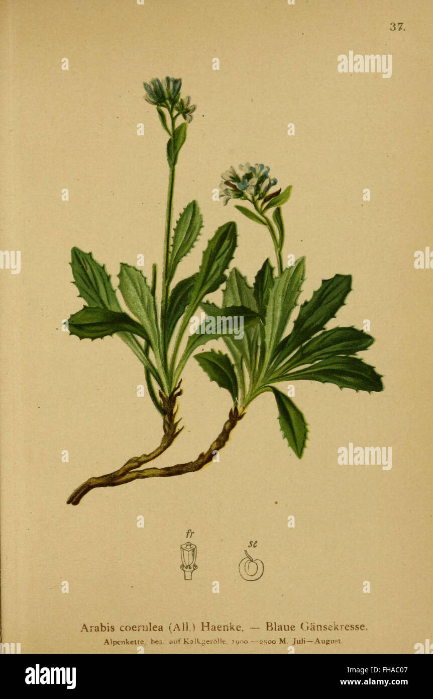 A botanical atlas showcasing the diverse flora of the Alps, with ...