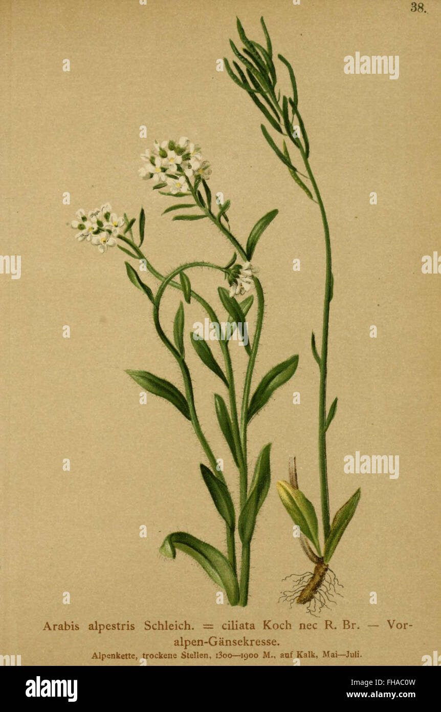 A botanical atlas featuring the flora of the Alps, illustrating the ...