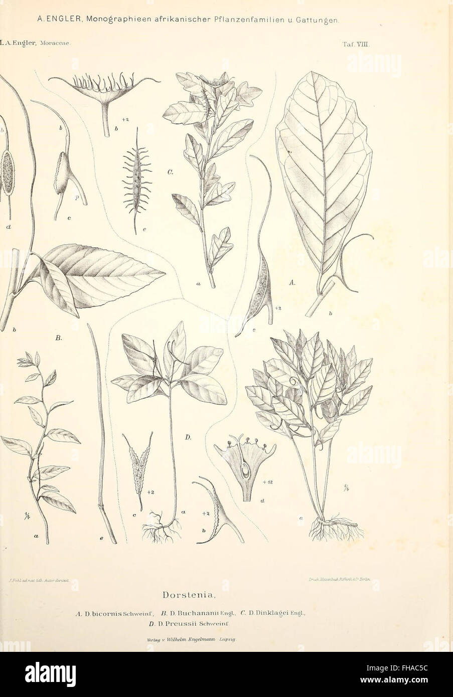 Monographs on African plant families and genera, focusing on detailed ...