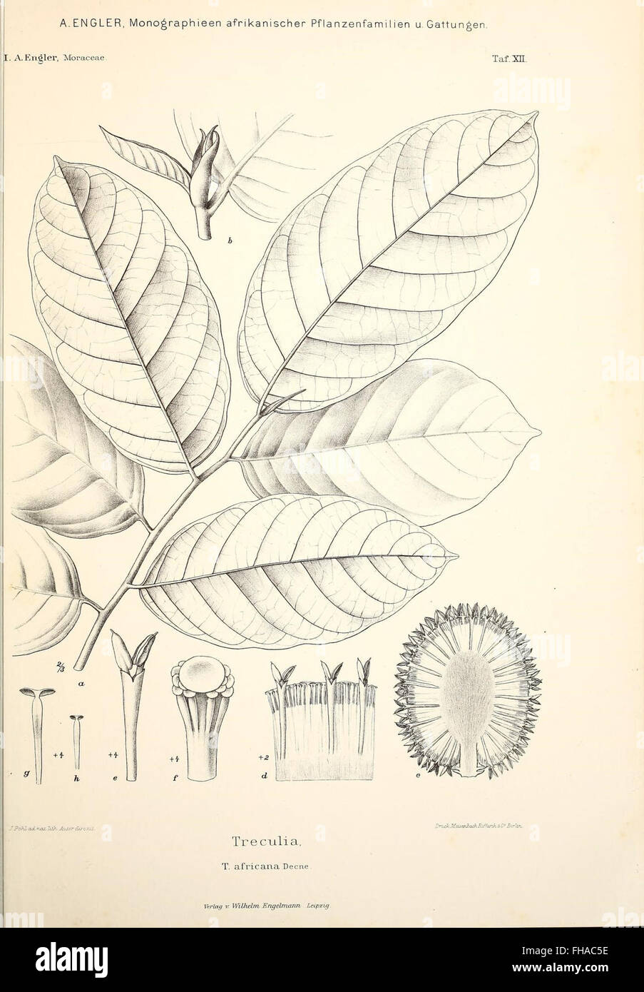 A monograph on African plant families and genera, providing detailed ...
