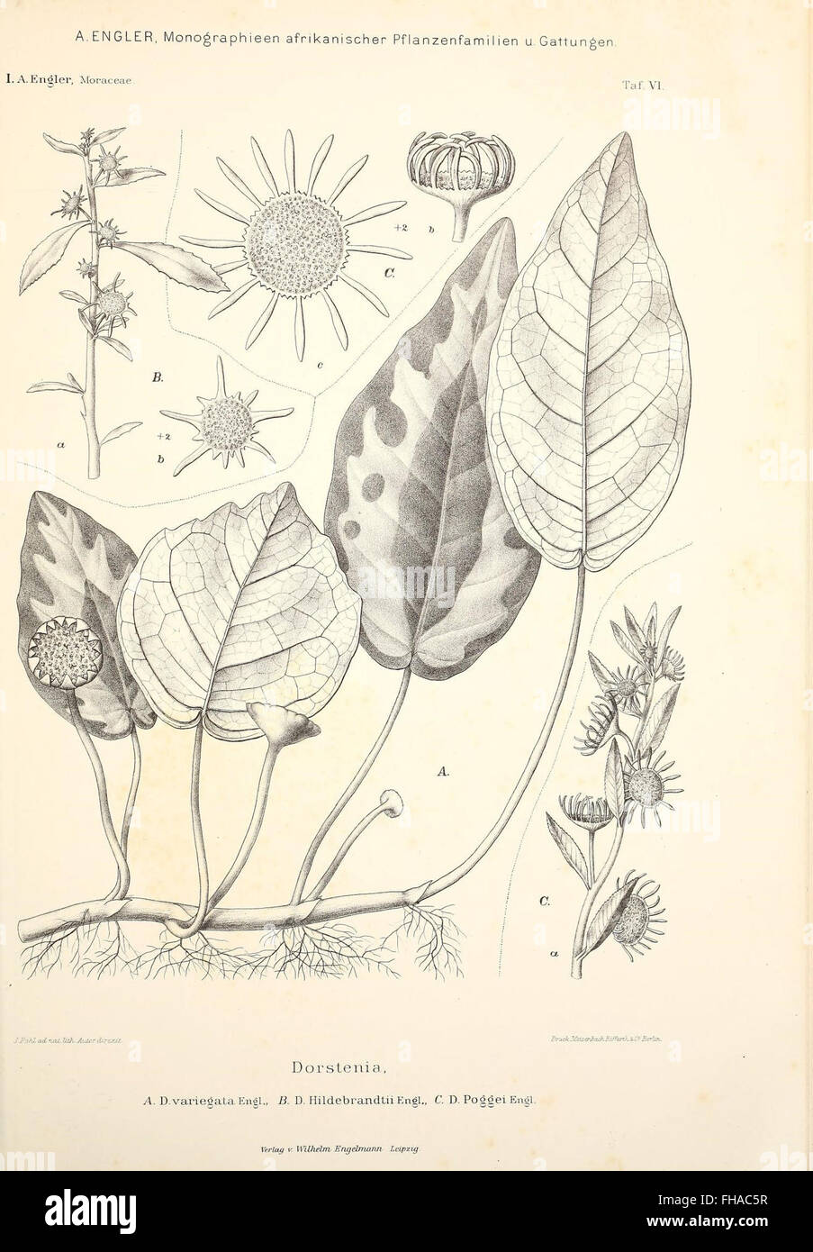 A monograph on African plant families and genera, with research housed ...