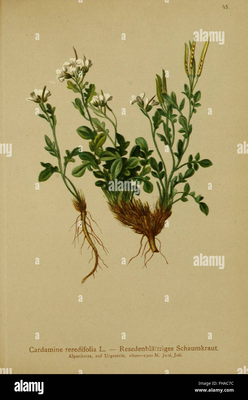 An atlas of the alpine flora of the Alps, featuring mountain plants and ...