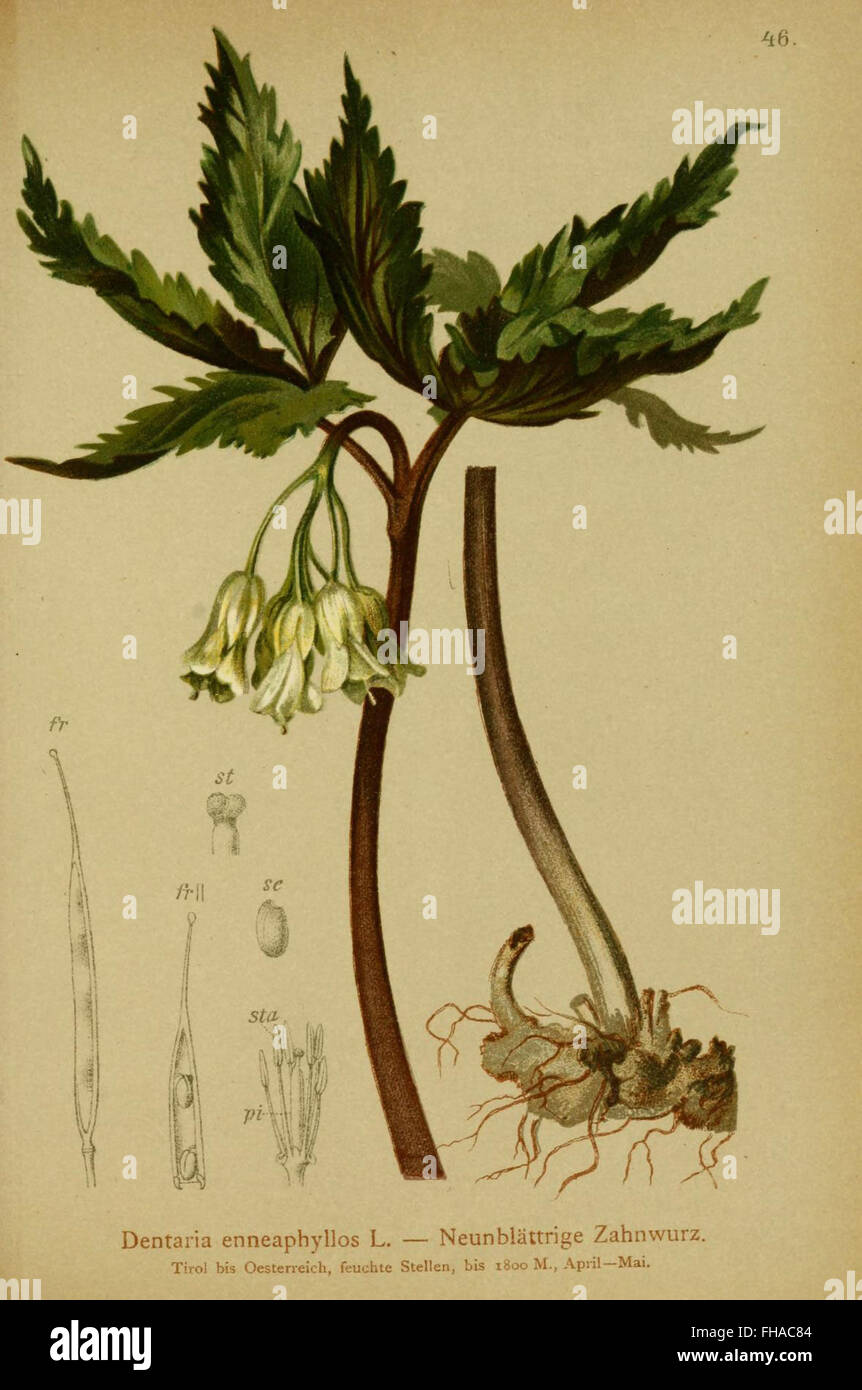 An atlas depicting the diverse flora of the Alps, with detailed ...