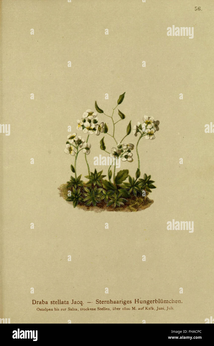 An atlas documenting the diverse flora of the Alps, showcasing mountain ...