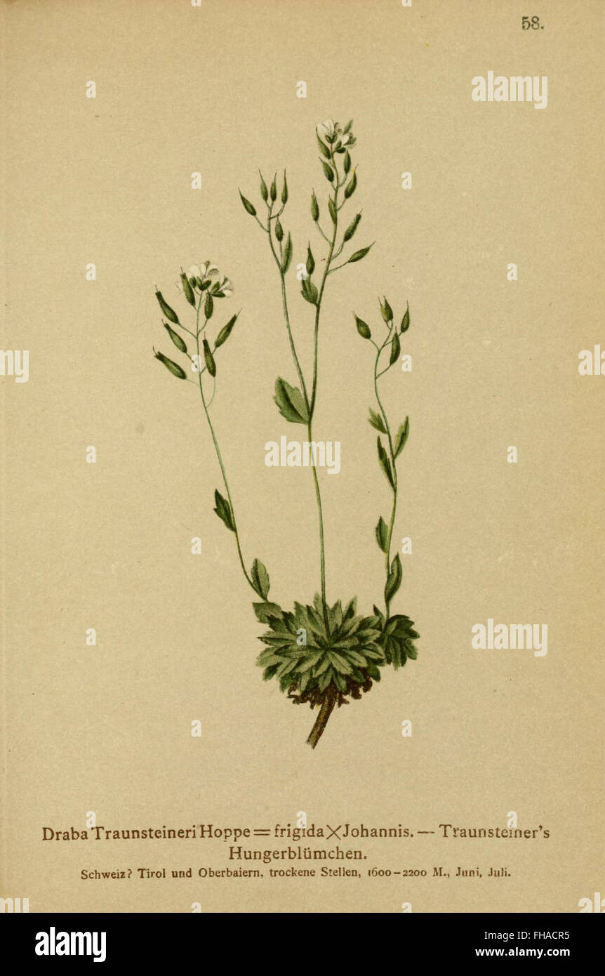 A comprehensive atlas showcasing the diverse plant life of the Alps ...