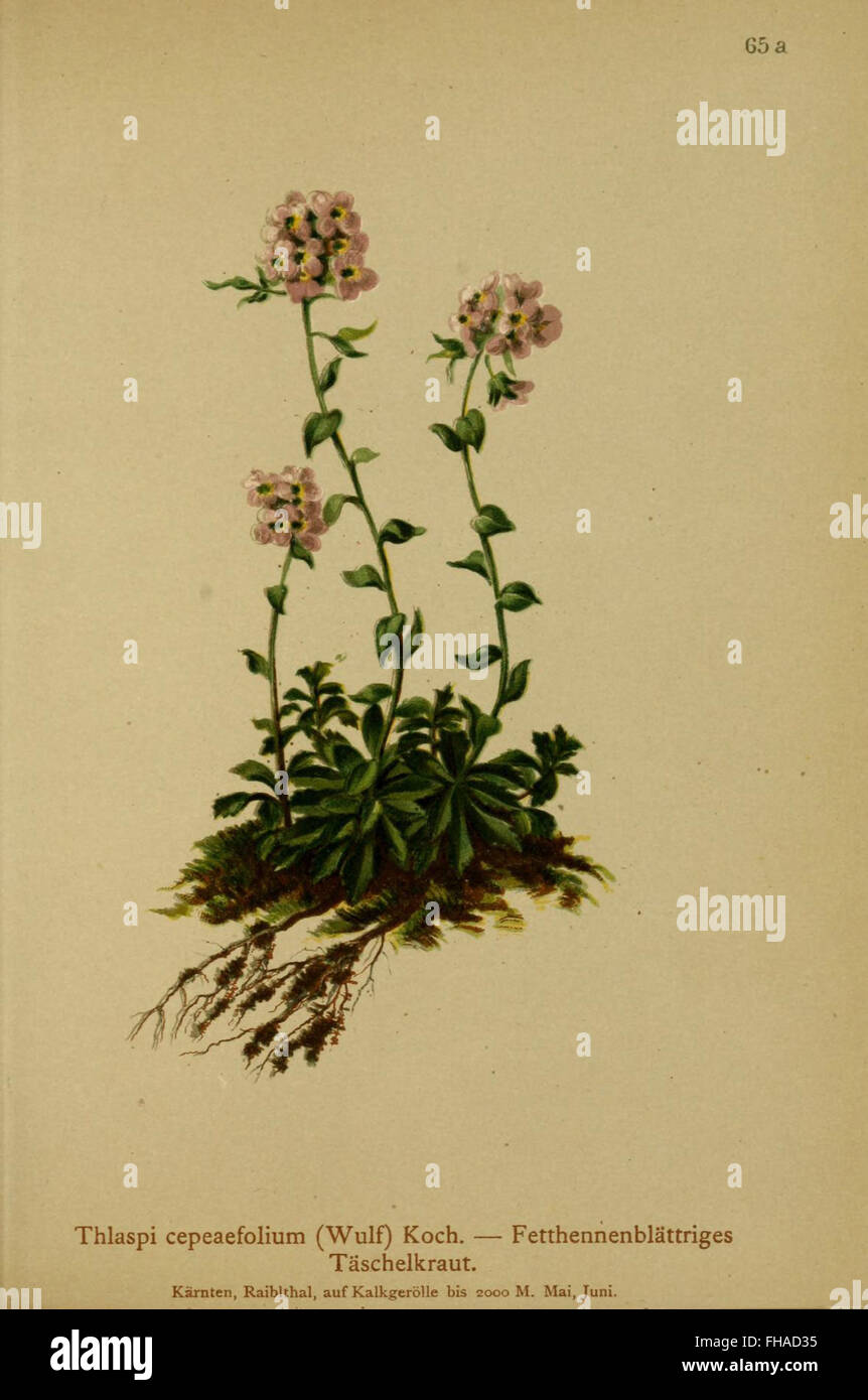 Atlas of Alpine Flora from the Mertz Library, showcasing mountain plant ...