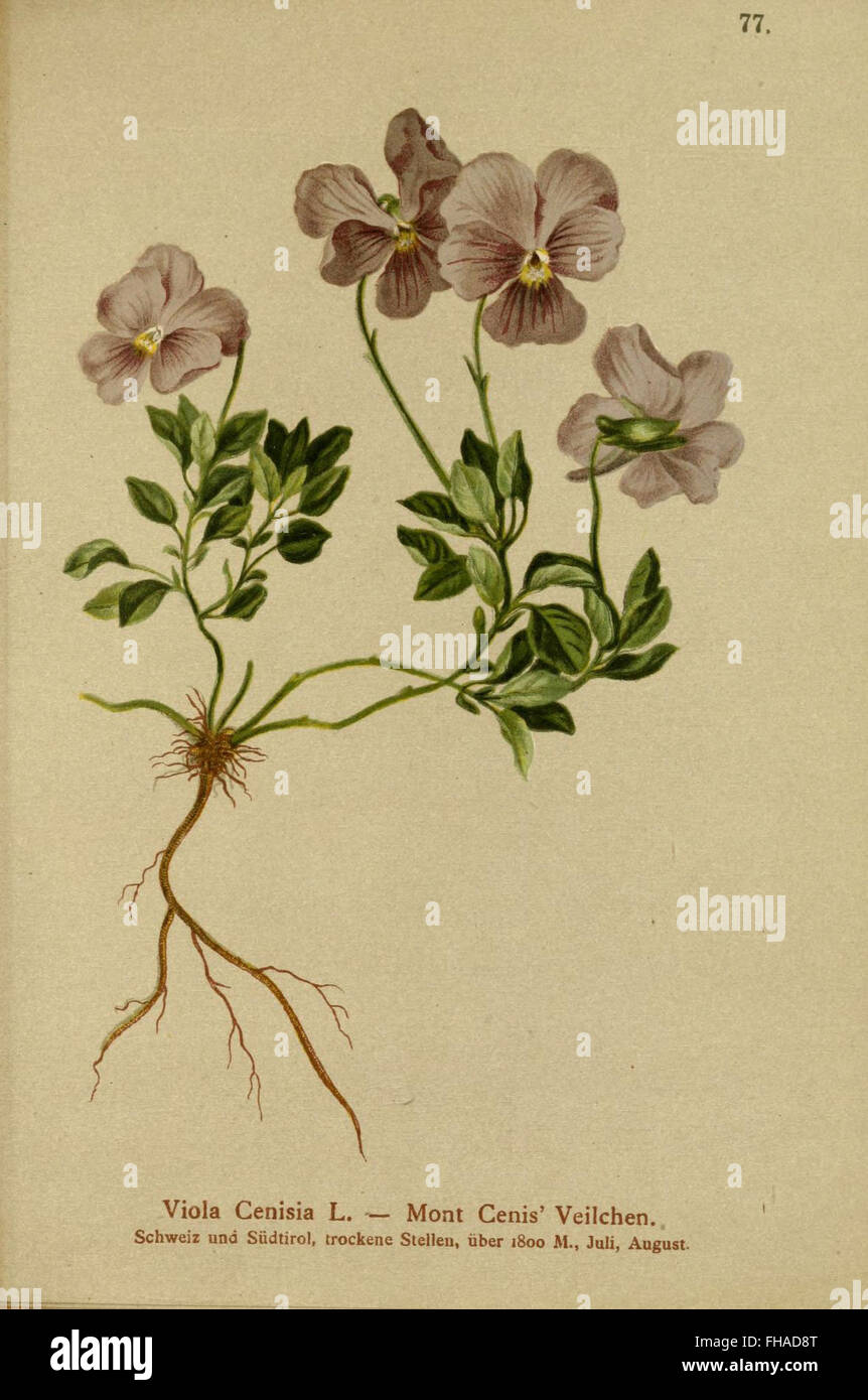 Atlas der Alpenflora, Alps Atlases Mertz Library Mountain plants The ...