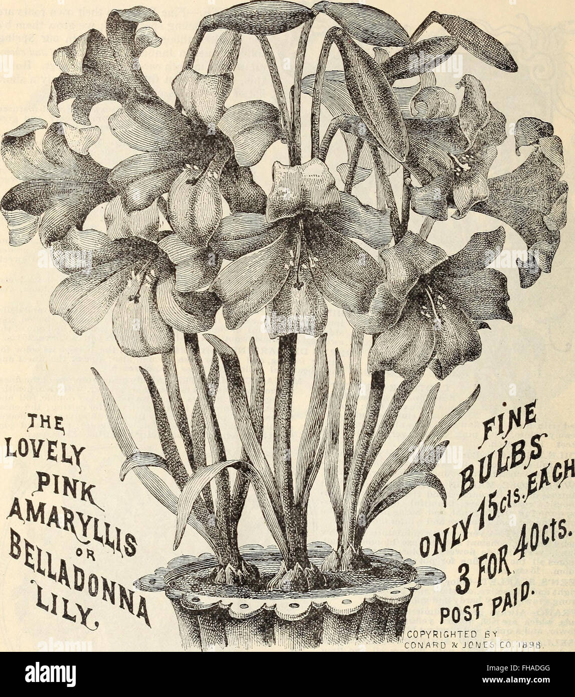 A botanical guide published in 1899, providing identification and ...