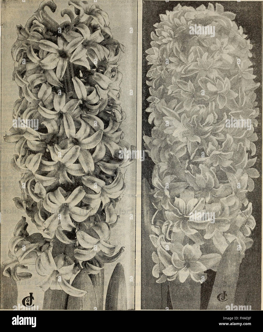 New floral guide, Autumn 1906, Botanical guide, Plant identification ...