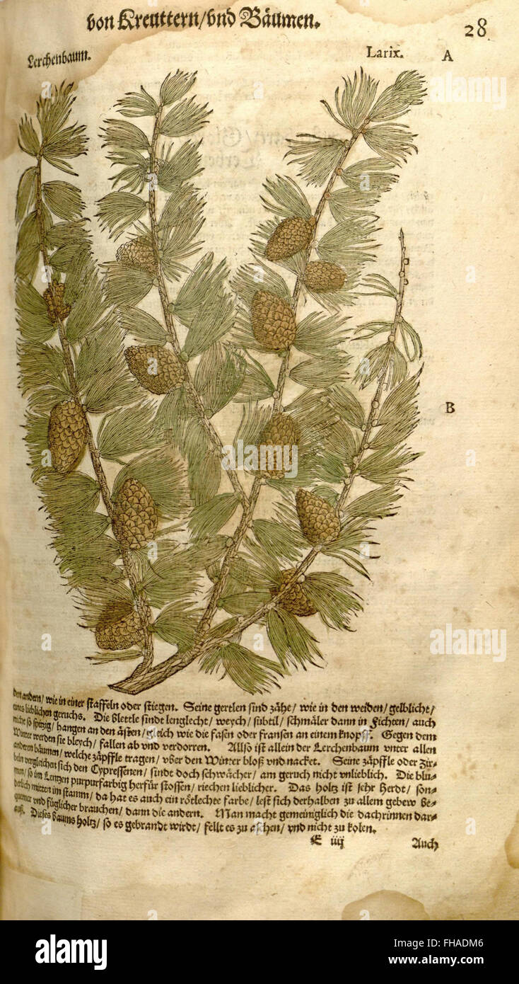 A 1800s work documenting medicinal plants and their uses, based on ...