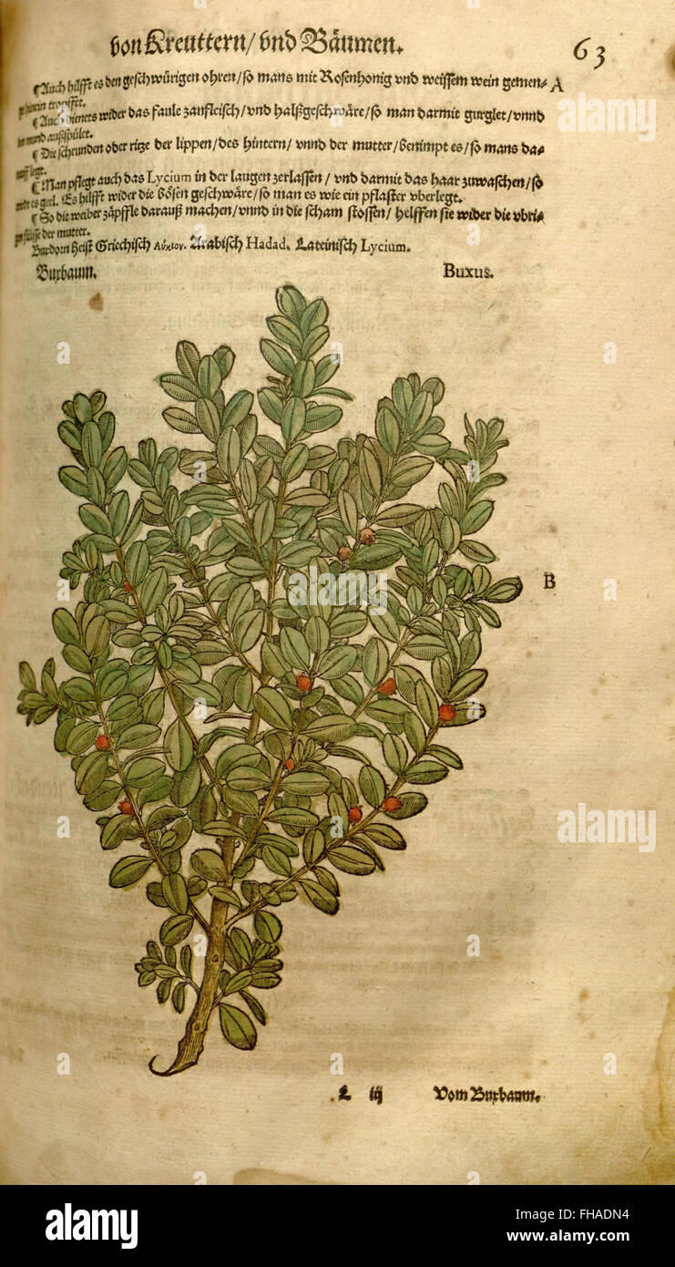 New Kreüterbuch, a medical botany text from the early 1800s documenting ...