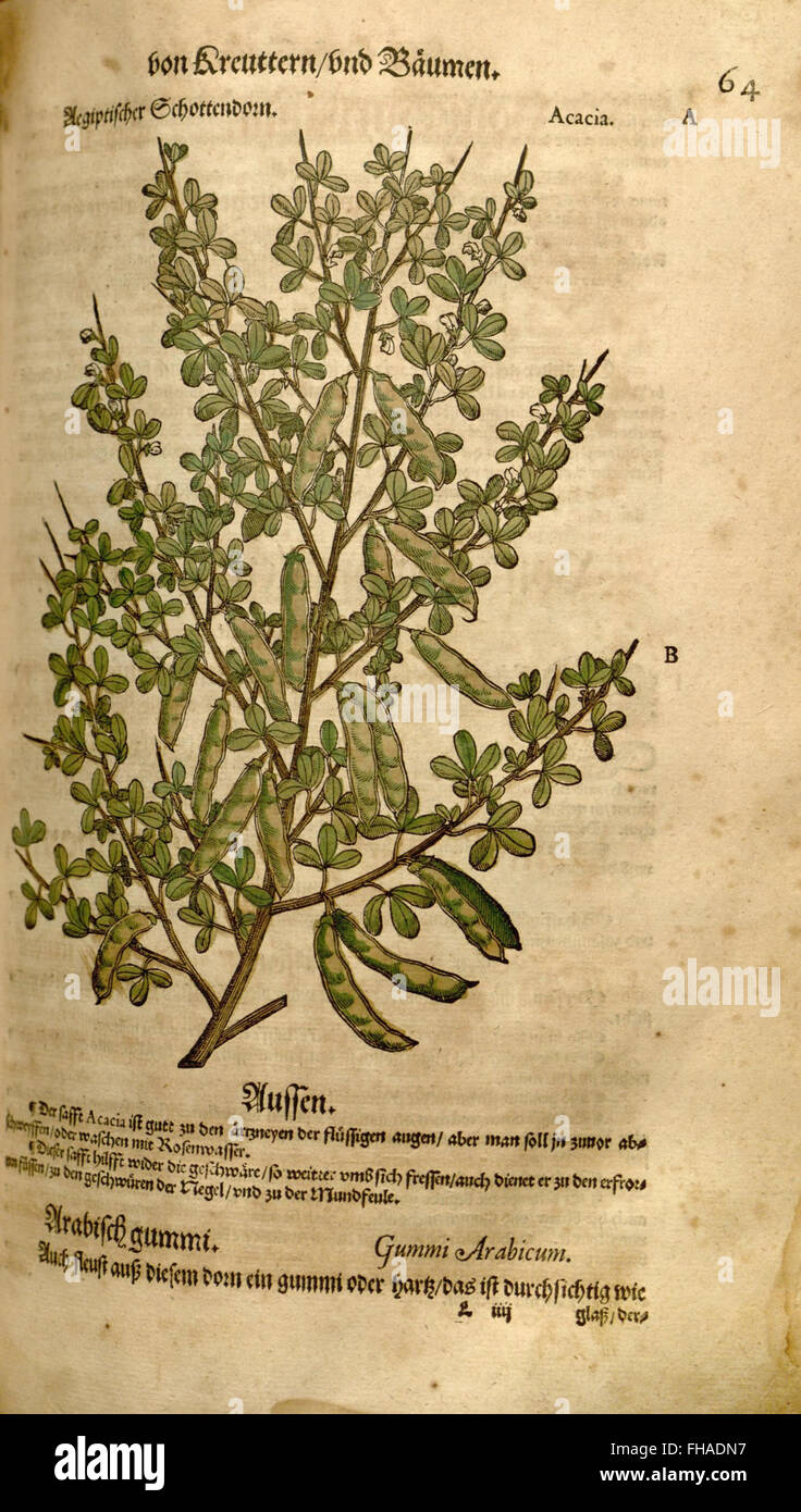 A medical and botanical work on materia medica by Dioscorides Pedanius ...