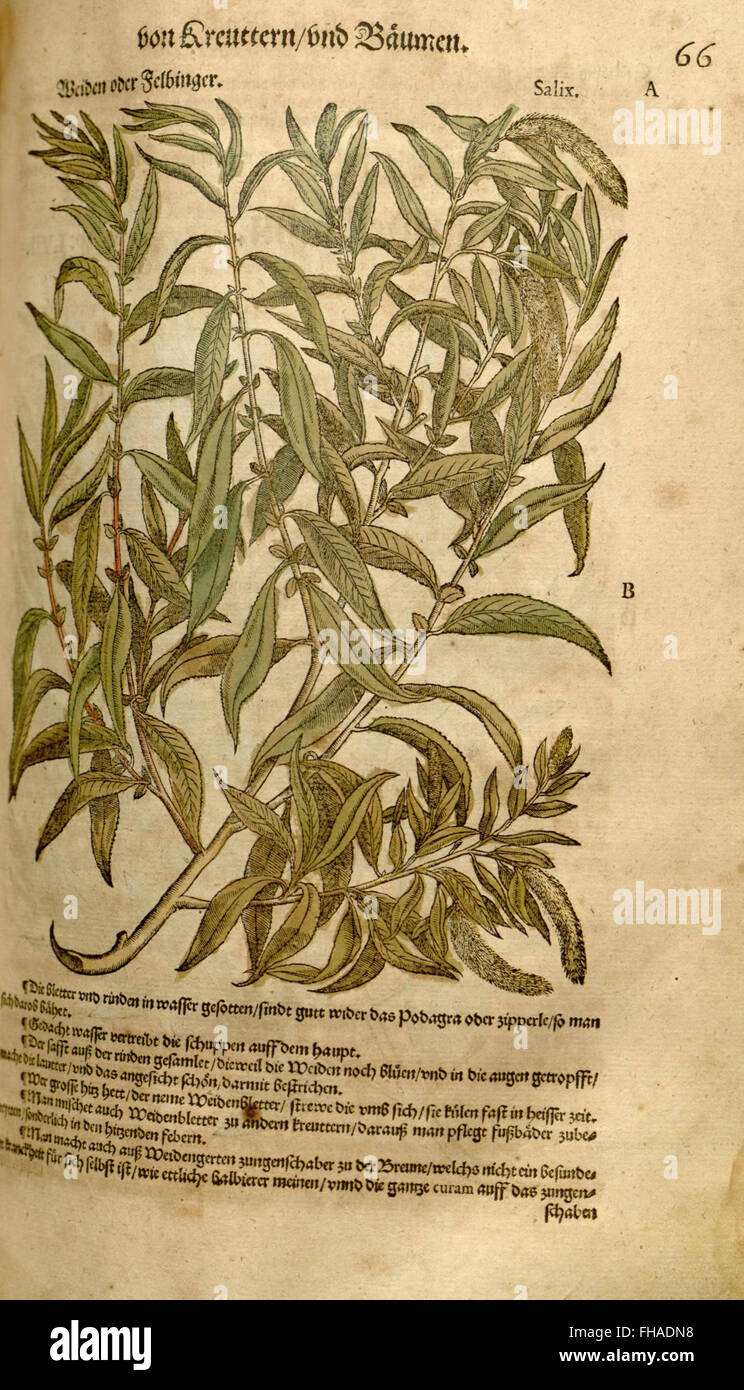 A text by Dioscorides Pedanius on the medicinal properties of plants ...