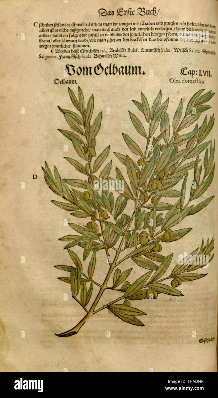 A 16th-century German botanical and medical reference book detailing ...