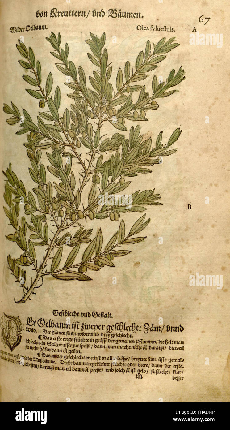 A botanical and medical work on the materia medica of Dioscorides ...