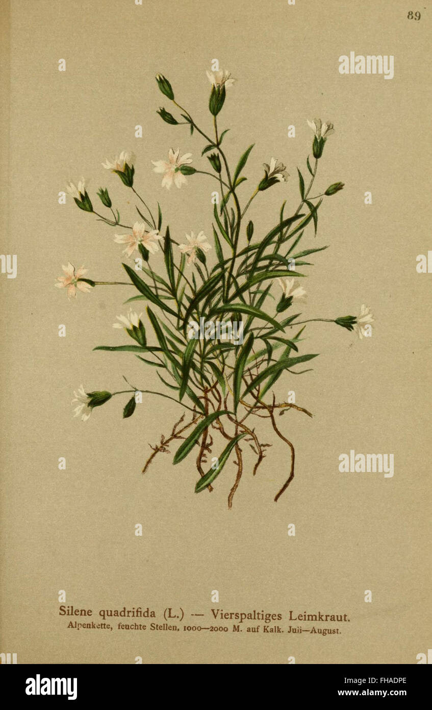 Atlas der Alpenflora, Alps Atlases Mertz Library Mountain plants The ...