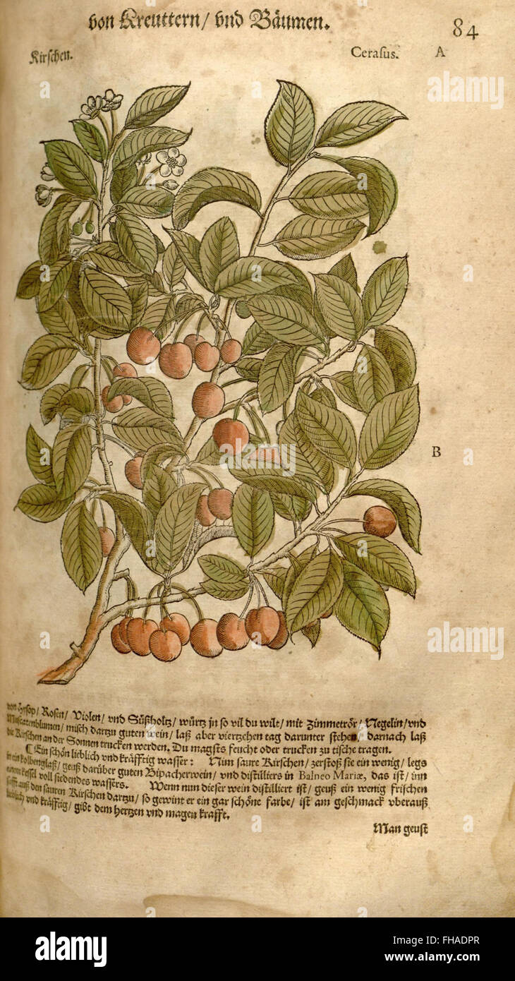 An early work on medicinal plants, drawing from Dioscorides' 'Materia ...