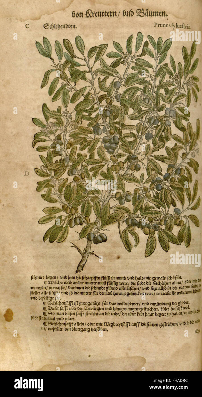 An early botanical dictionary from the pre-1800 era, focusing on ...
