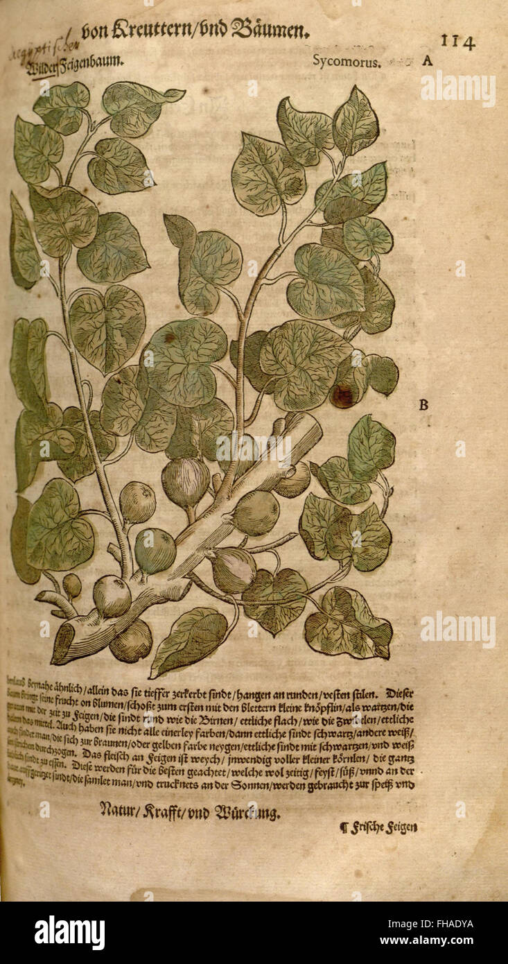 An early botanical and medicinal dictionary compiled from ancient ...