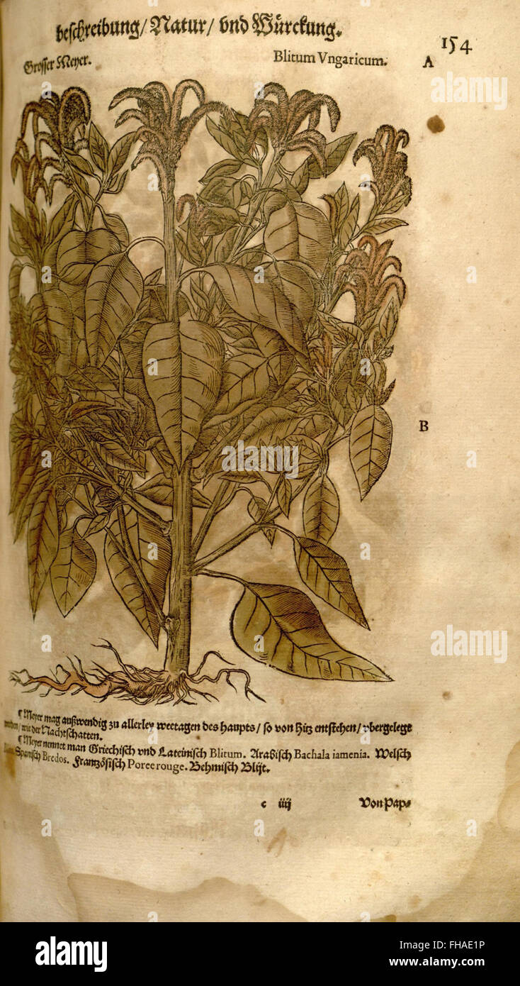 Medical botany and materia medica work by Dioscorides, focusing on ...